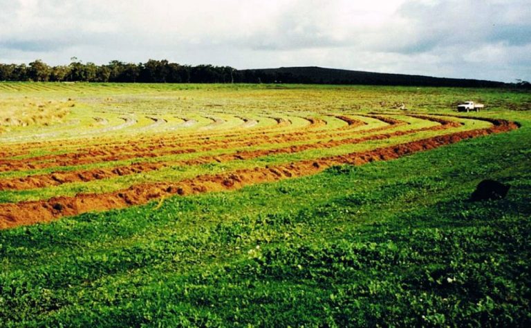 Timber Plantation – Albany WA – Eastern Forest Nursery